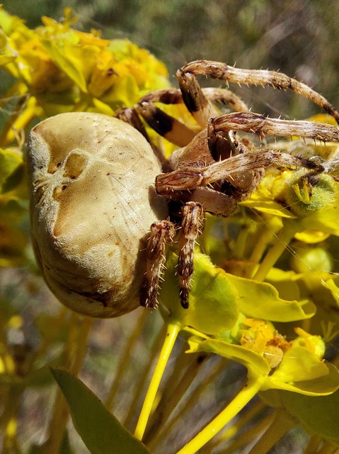 óriás keresztespók - Araneus grossus