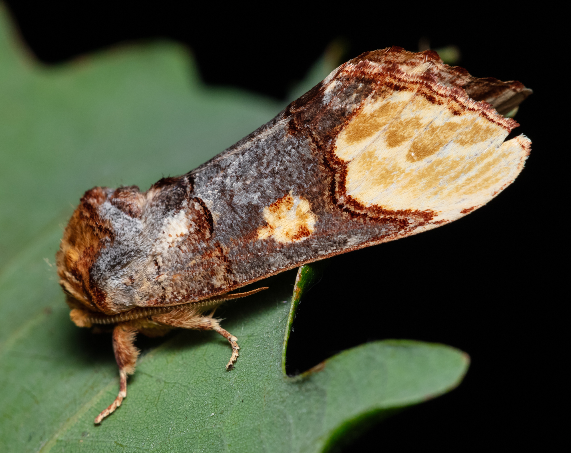 magyar púposszövő - Phalera bucephaloides
