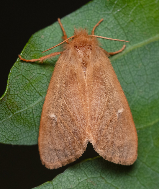 Ocneria rubea - rőt gyapjaslepke