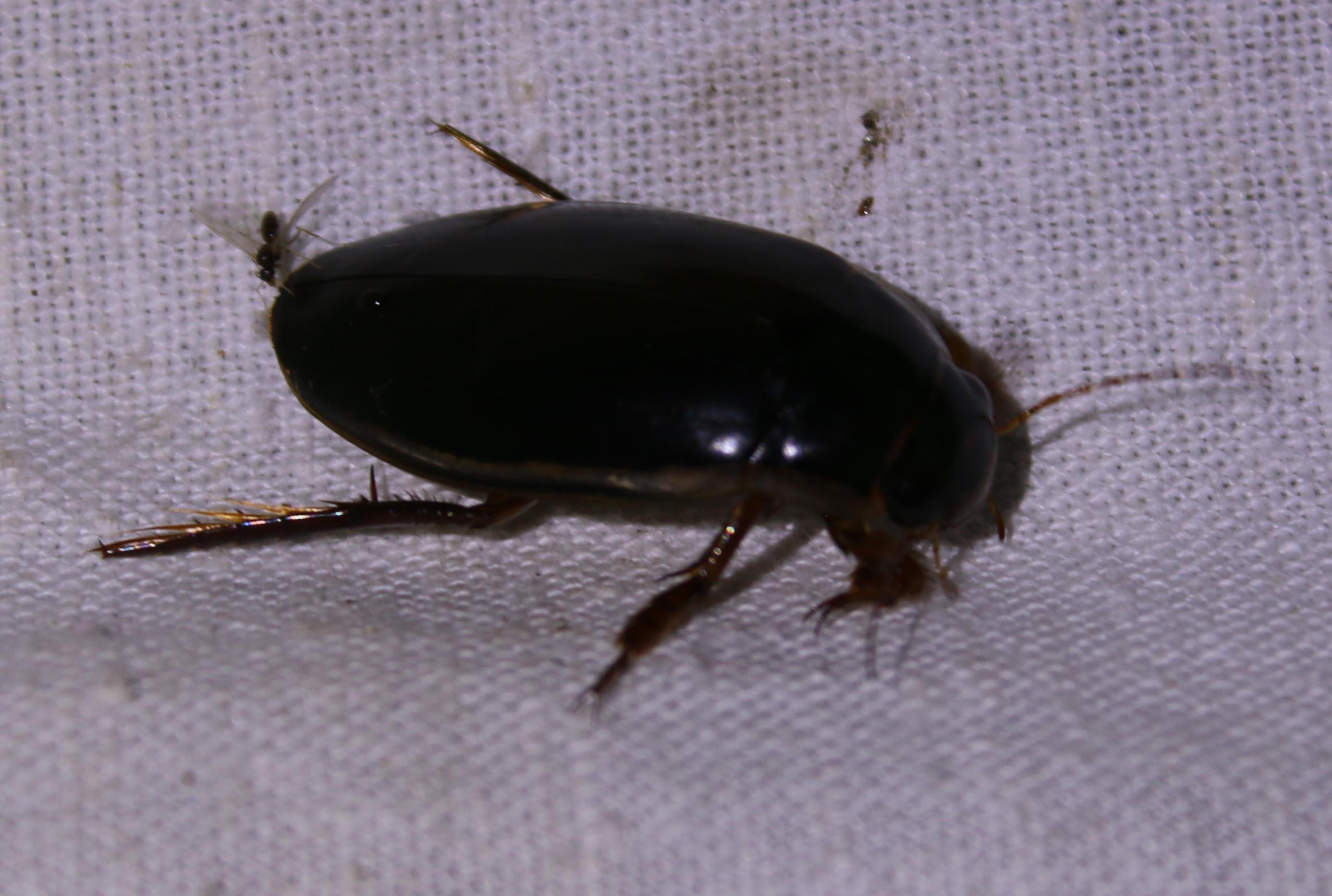 tompacsípős csíkbogár - Dytiscus dimidiatus