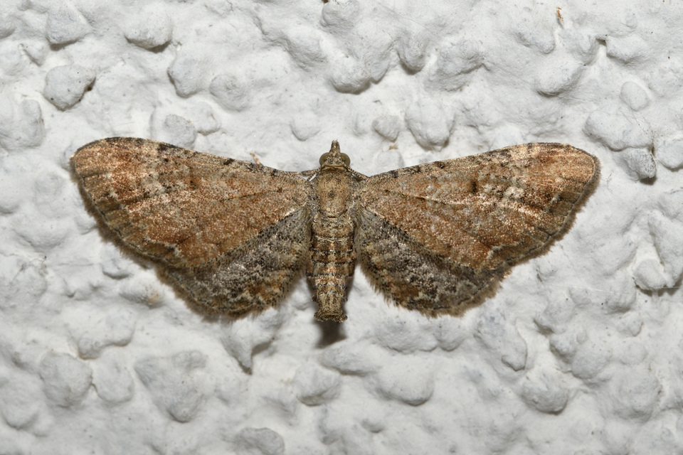 Eupithecia simpliciata - kerekszárnyú törpearaszoló