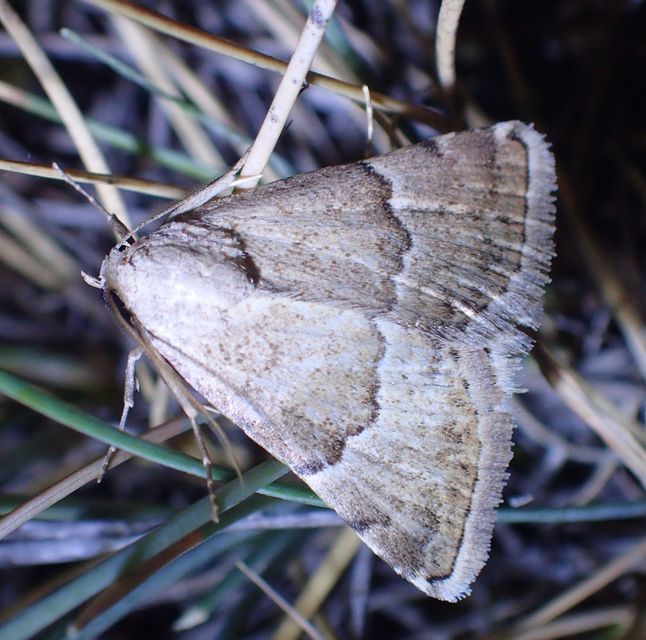 Odice arcuinna - réti törpebagoly