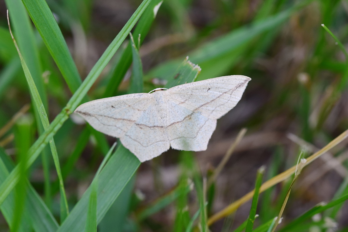 piroscsíkos csipkésaraszoló - Timandra comae