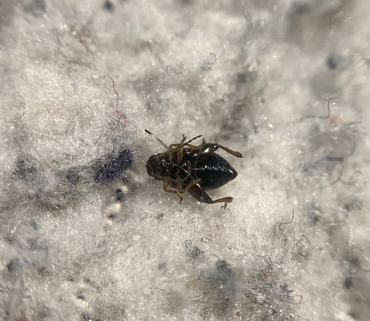 Longitarsus atricillus