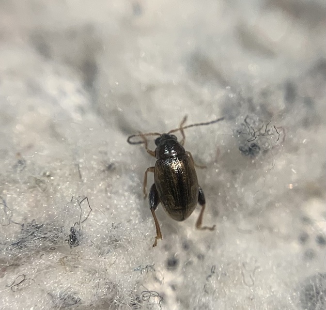 Longitarsus atricillus